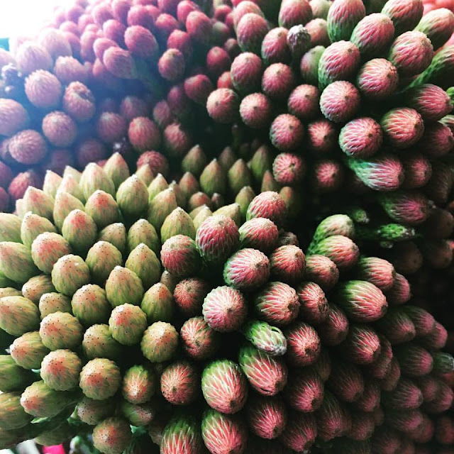 Brunia Flower Best Images Photography - Gardening