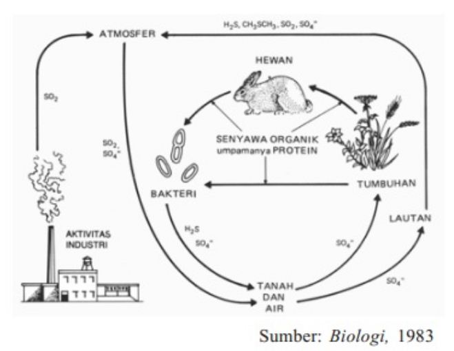 Berikut adalah gambaran siklus unsur belerang di dalam sebuah ekosistem ...