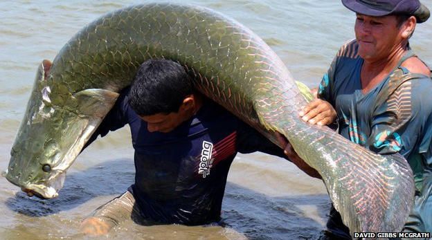 Leading Geographers: Giant Amazon Fish 'locally extinct'