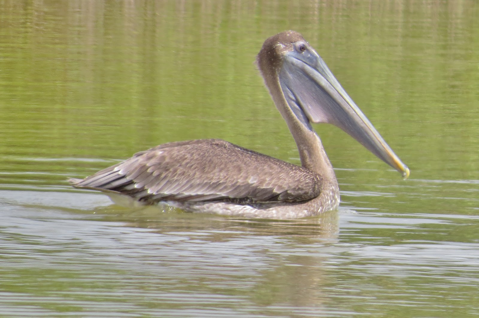 Florida Suncoast Birding: Little Estero Lagoon Florida Suncoast Birding: Little Estero Lagoon