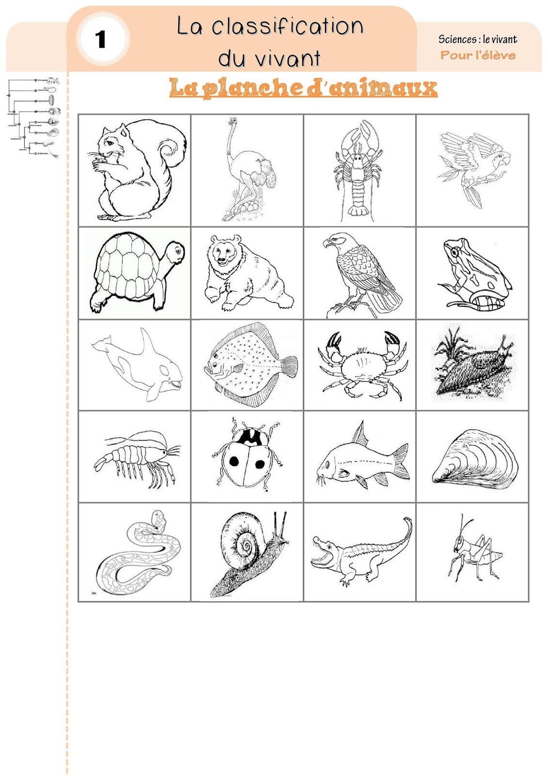 Ulis du collège Anatole France: La classification des animaux