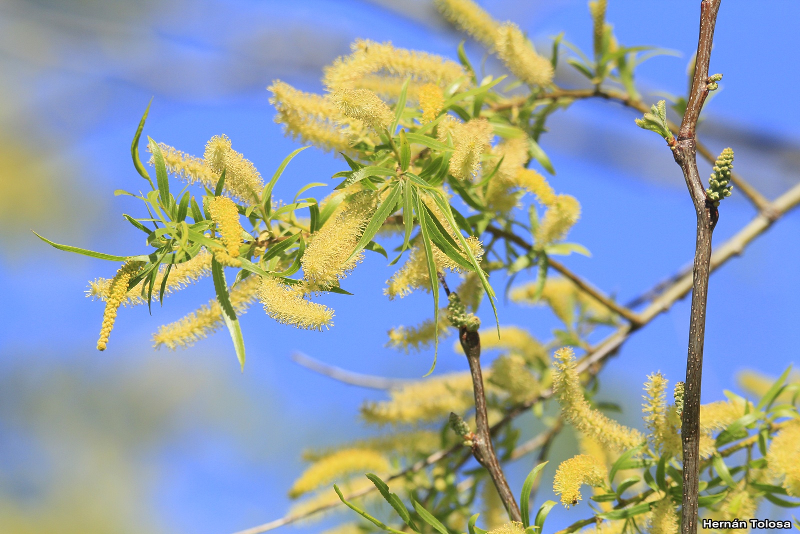 Flora Bonaerense: Sauce criollo (Salix humboldtiana)