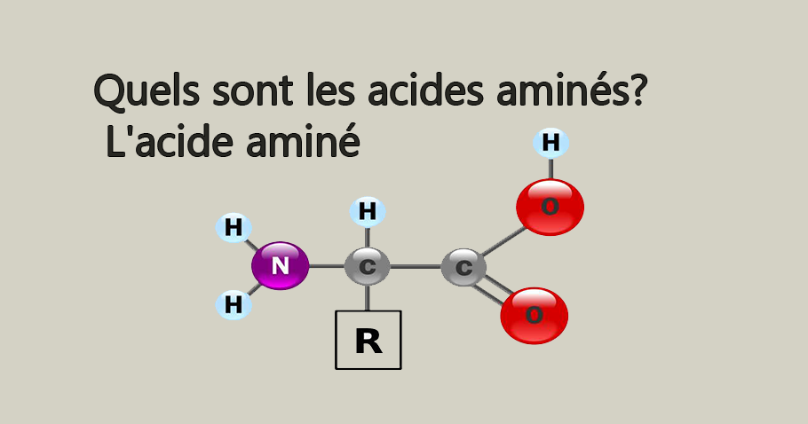 Quels sont les acides aminés?