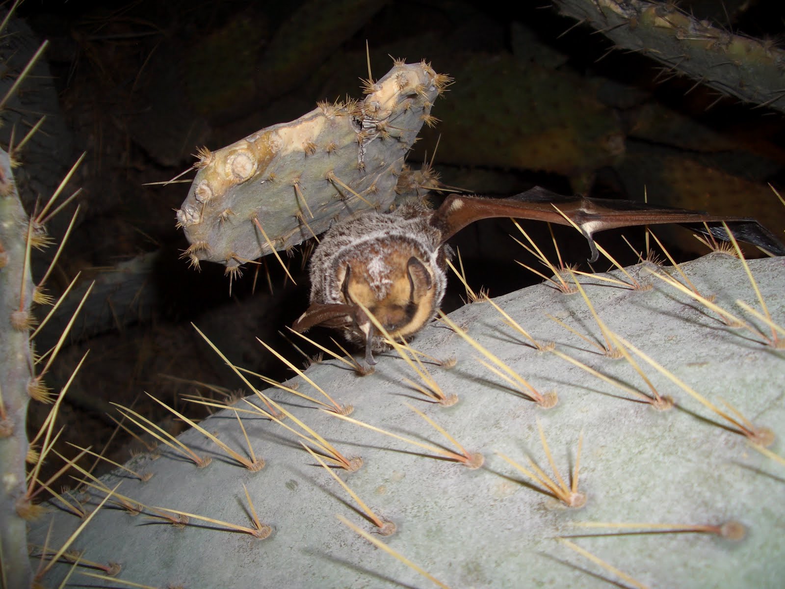 Big Bend - Texas Nature: Hoary Bat revisited