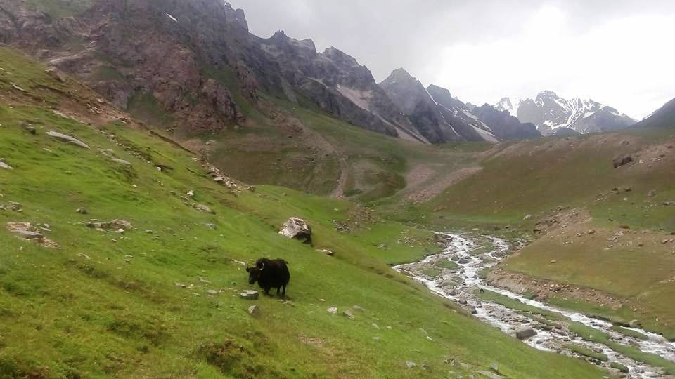 Yak: The Cryophilic Species Of Baltistan: YAK LIKE TO LIVE NATURAL ...