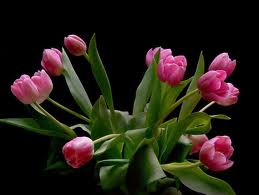 GAMBAR BUNGA: BUNGA TULIP