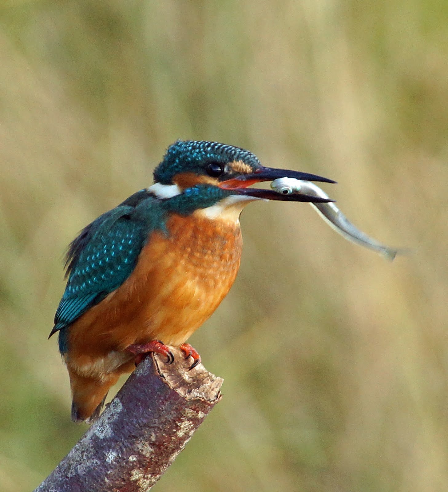 nibirds: Bird News Friday 7th December