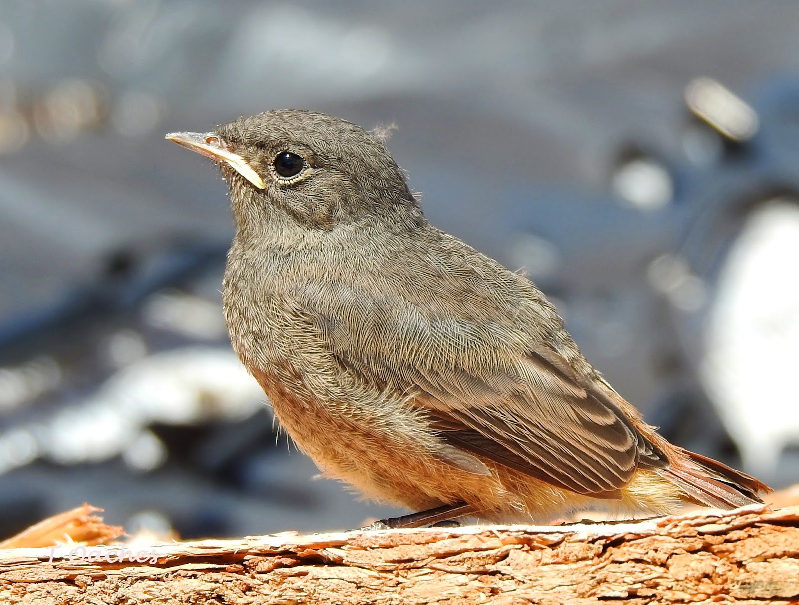 PASARI DIN ROMANIA: CODROSUL DE MUNTE (3), Phoenicurus ochruros