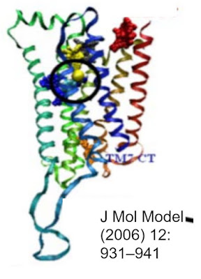A Transgenic World: Science for Kids: Population Genetics with PTC paper