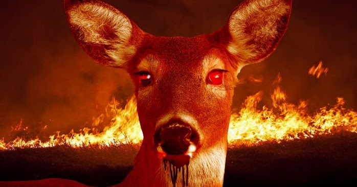 Mountain Mann Survival: WATCH: Deer Documented Eating Human Flesh for ...