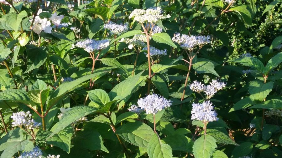 Future Plants by Randy Stewart: Hydrangea - Other Species