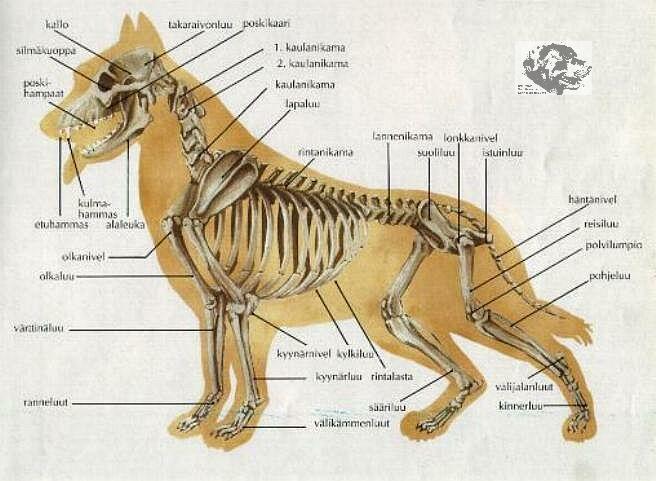 Team Sunny Islands - latest news!: Salme Mujusen rakenneluennolla 1.4.2017
