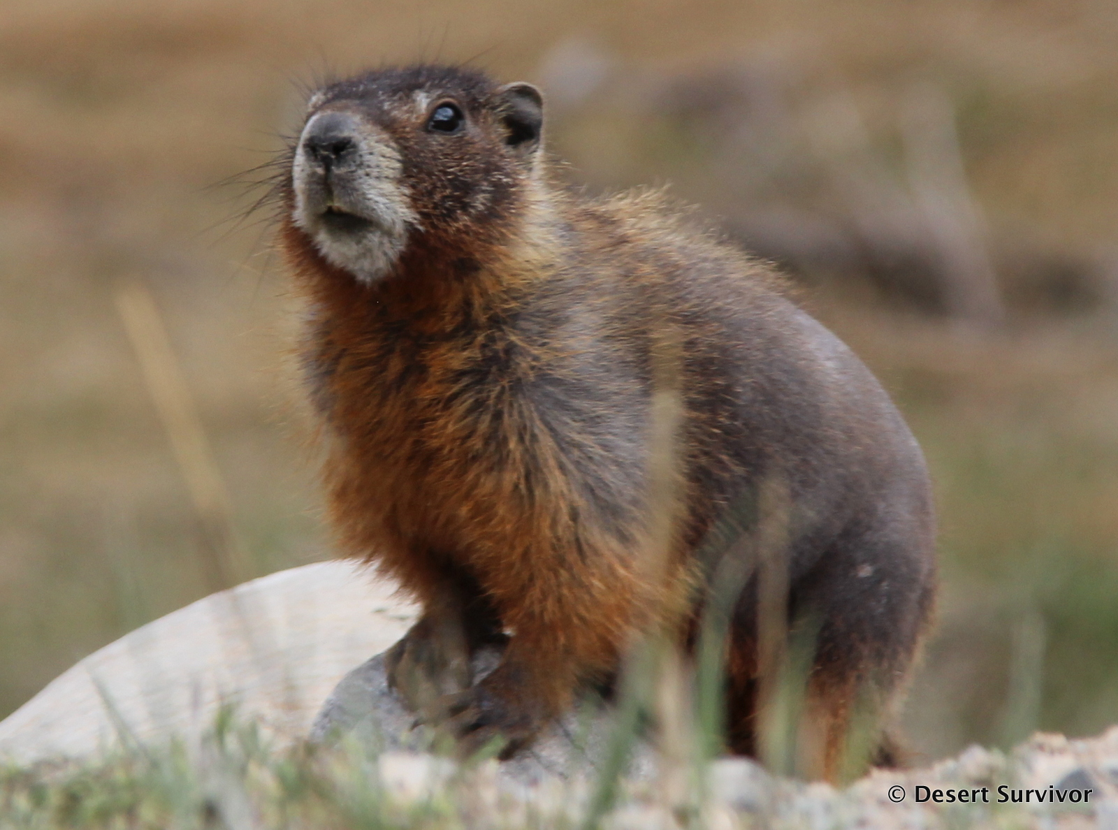 Desert Survivor: Marmots and More
