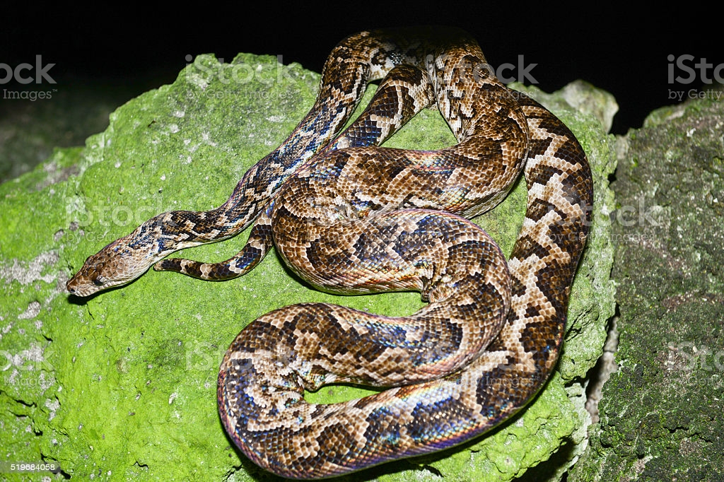 Criptozoología en España: Serpientes gigantes en los campos de Cuba ...