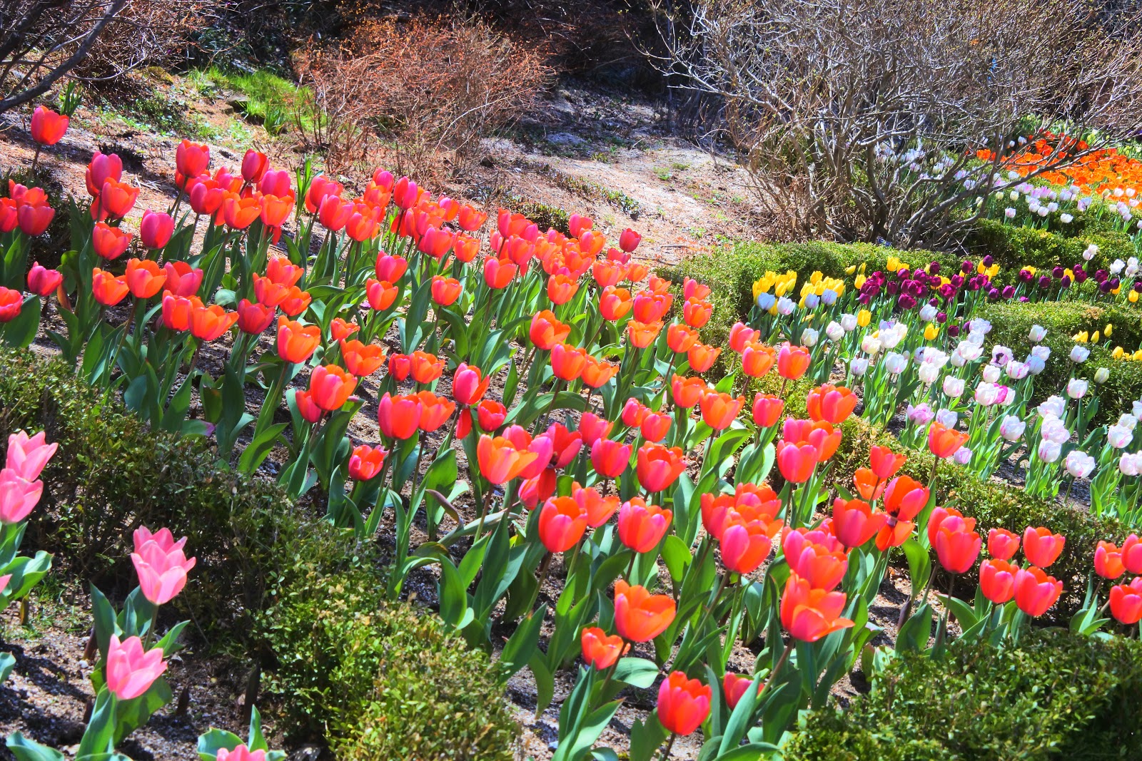 Jalan - jalan Korea 2017: Musim bunga di Garden of Morning Calm dan ...