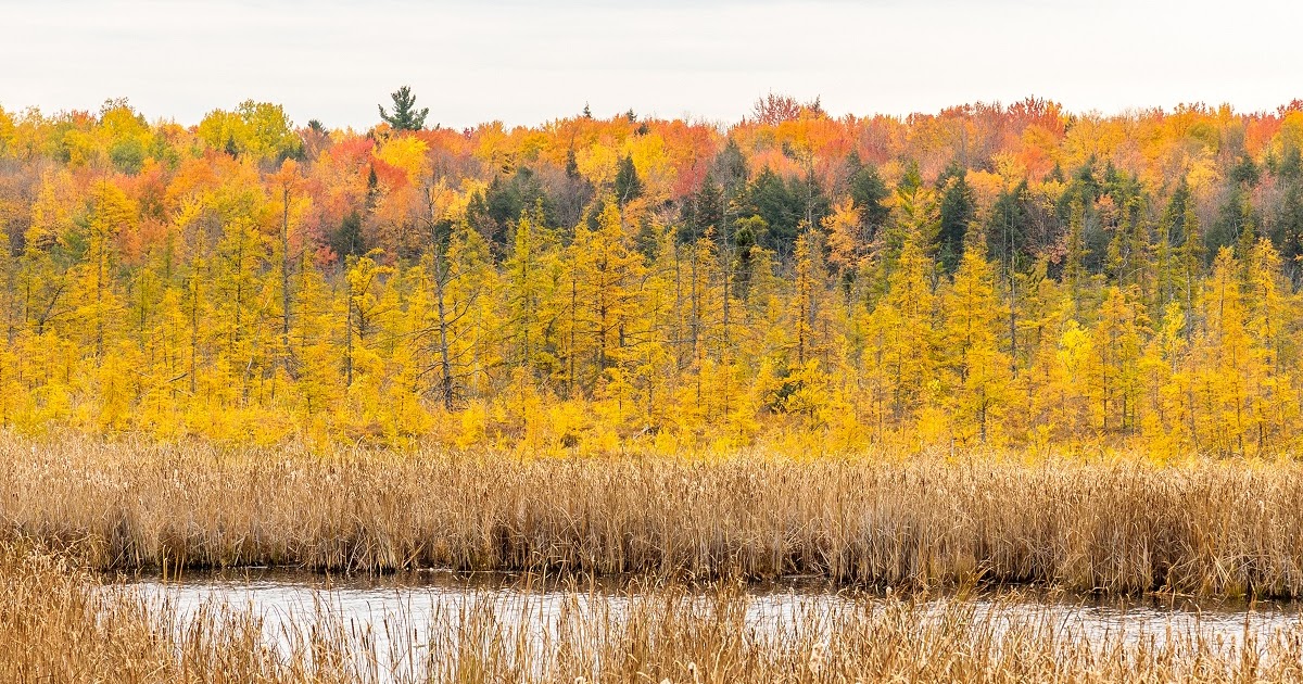 Bitstop: Mer Bleue Bog Trail