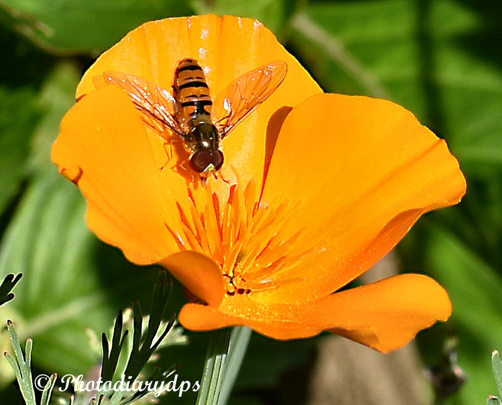 PhotoDiary: 31/05/2020 Lots of insects........Part 1