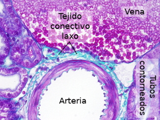 HISTO-EMBRIOLOGIA: TEJIDO LAXO