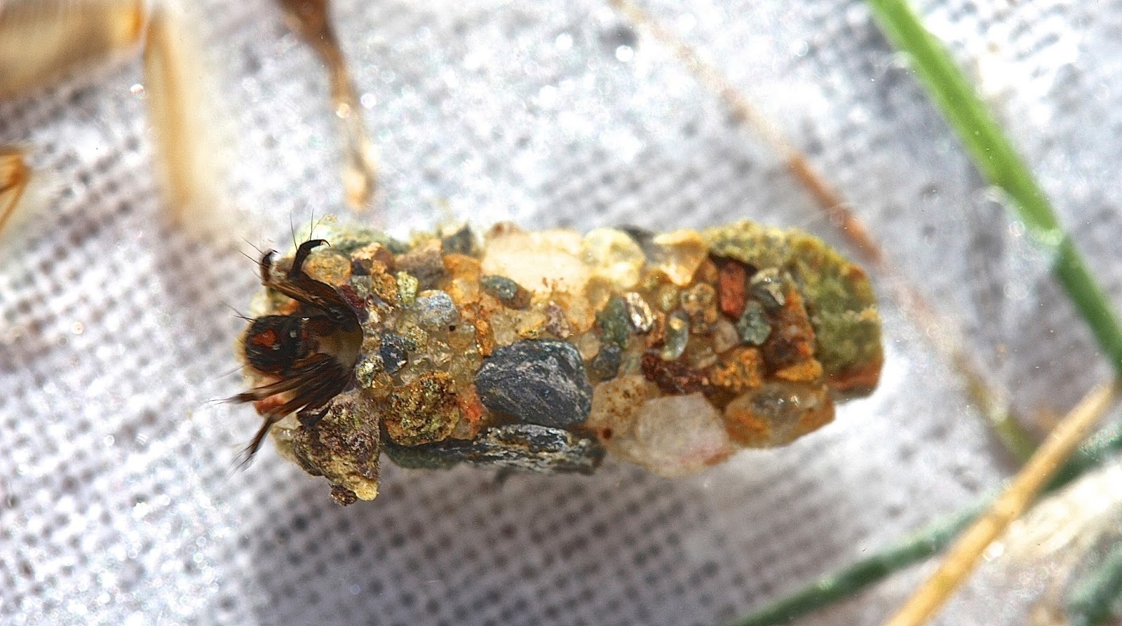 Aquatic Insects of Central Virginia: "Lumpers" and "Splitters" and the ...