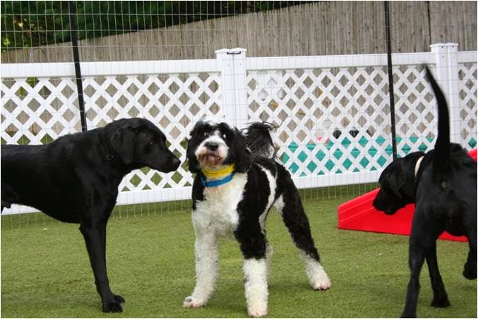 A Dog's Life: Dog Daycare Lingo - How to describe play