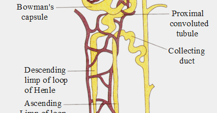Nephron Vs Nephridium (Meta-nephidia & Proto-nephridia)