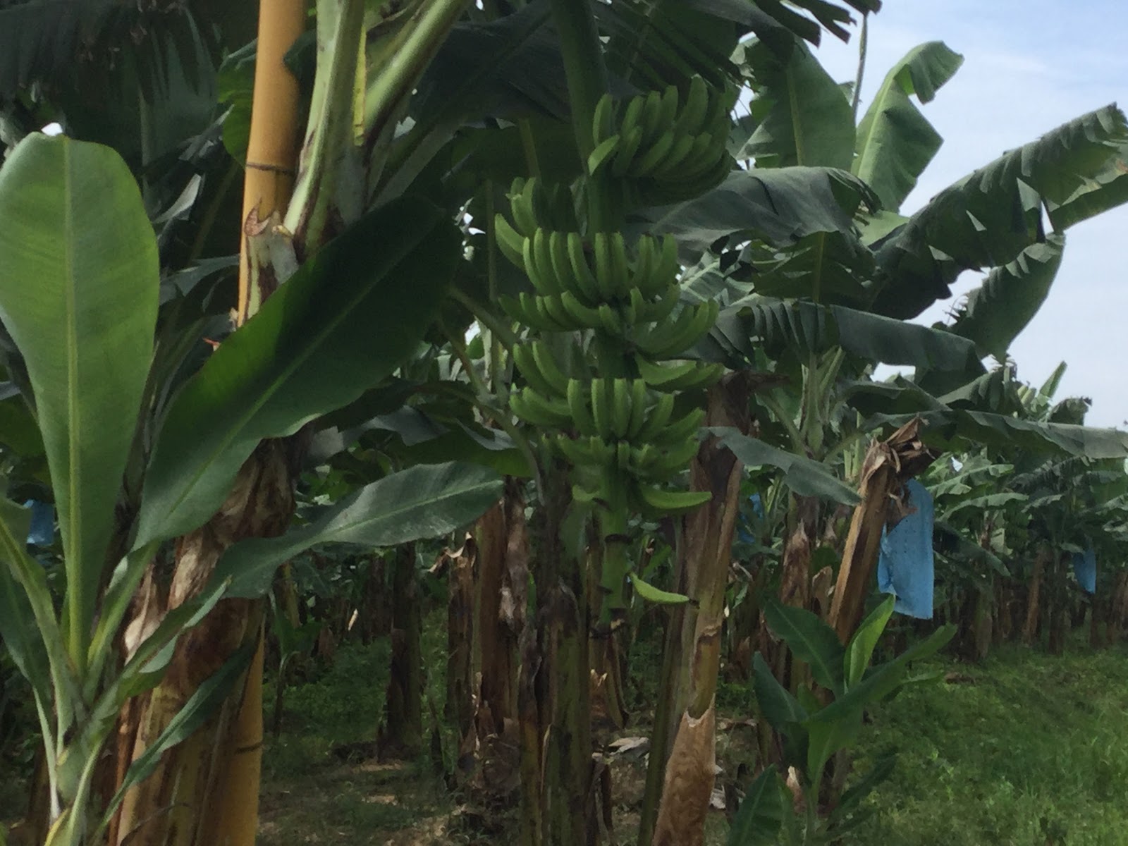 Banana Farm