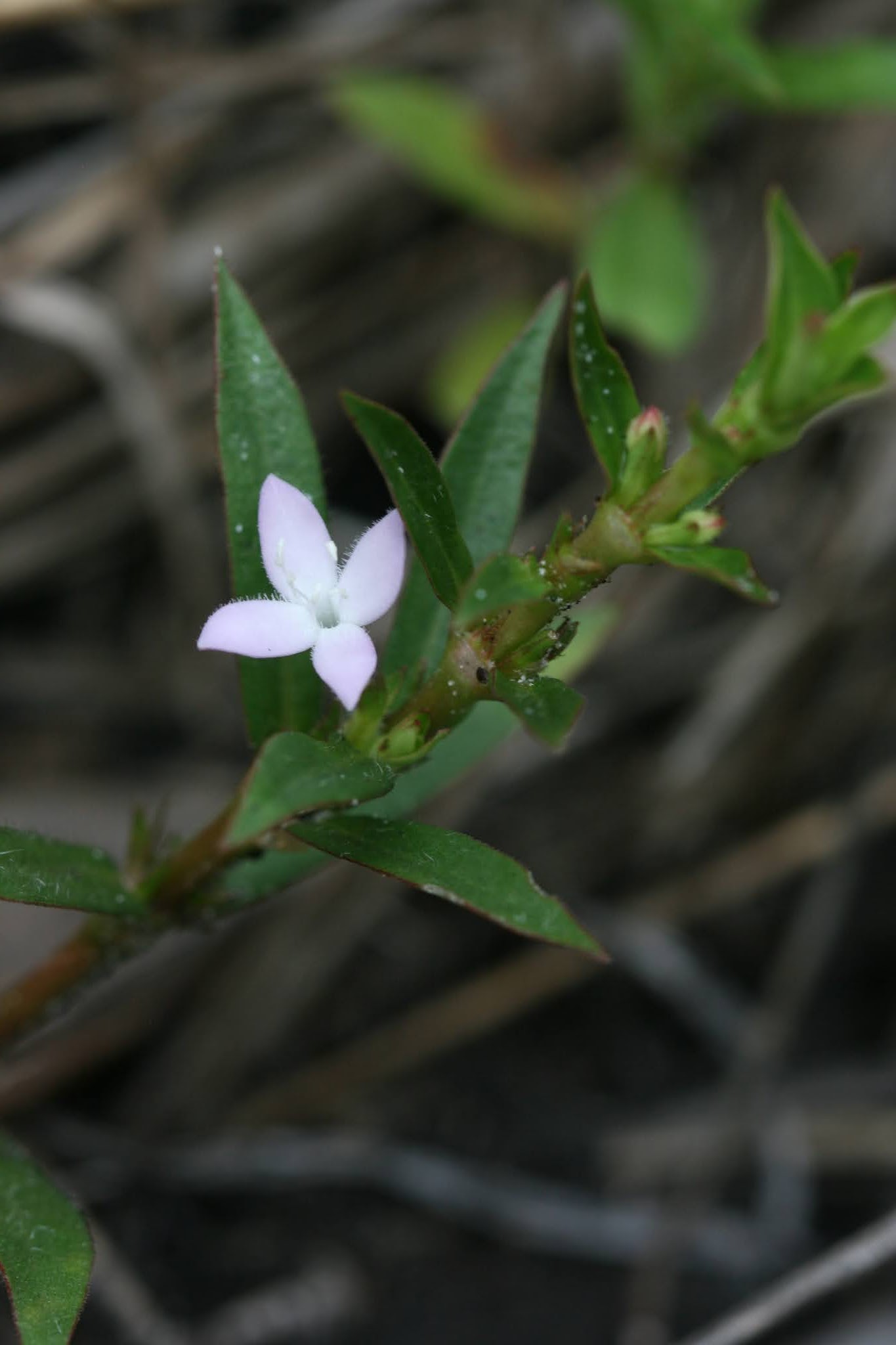Native Florida Wildflowers: Virginia buttonweed - Diodia virginiana