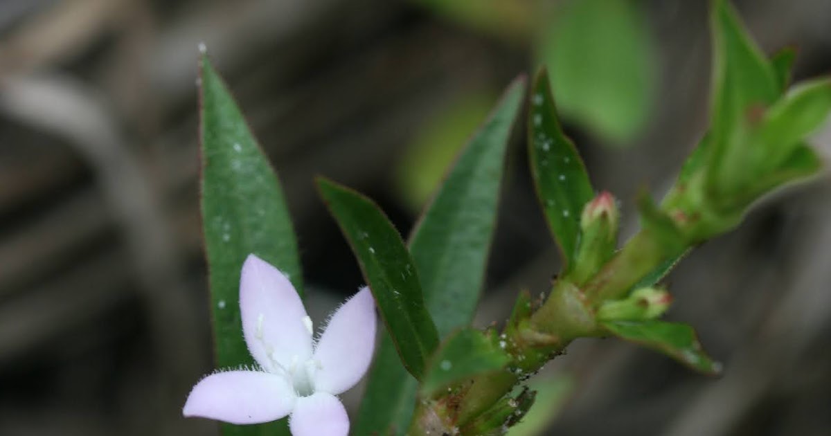 Native Florida Wildflowers: Virginia buttonweed - Diodia virginiana