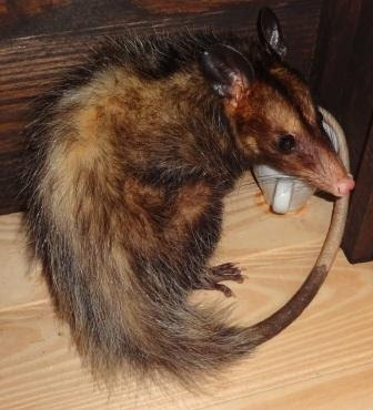 A Folhinha Rural Notícias: Gambá - micurê (Mato Grosso); mucura ...