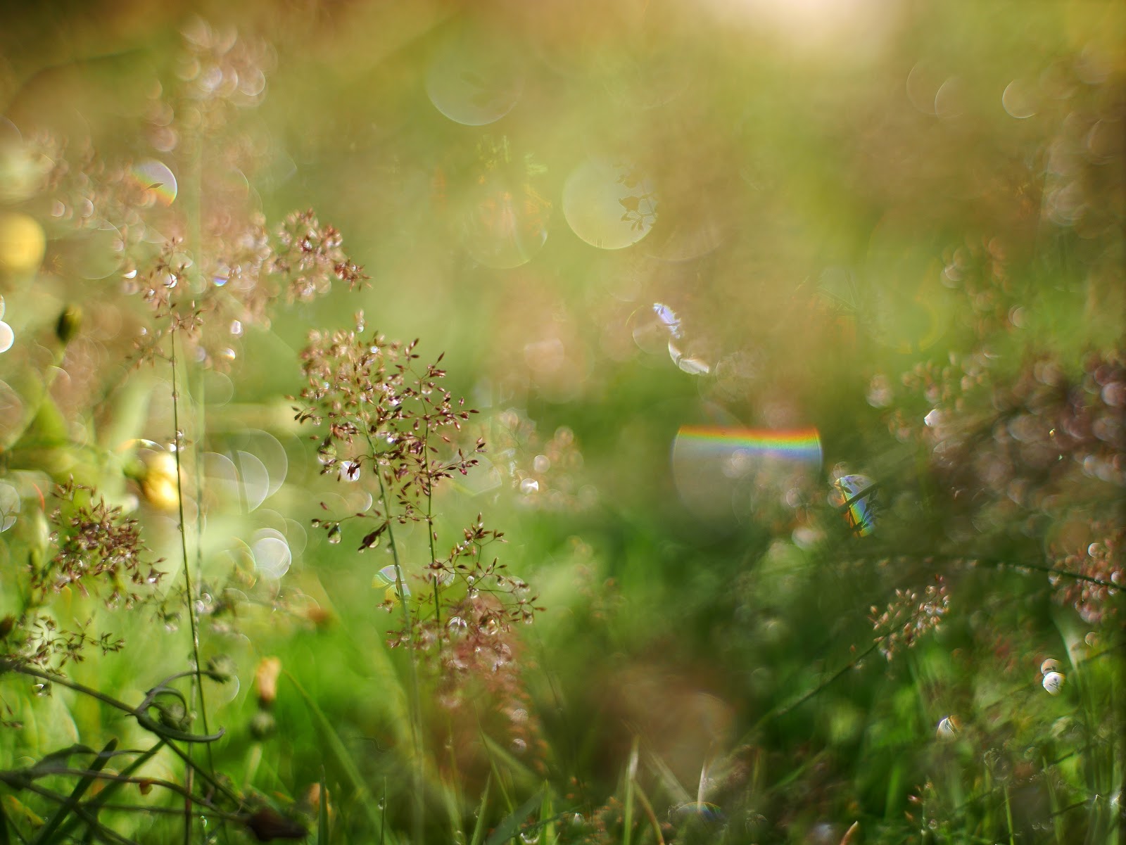 Fotografie....: Mein Garten im Regen