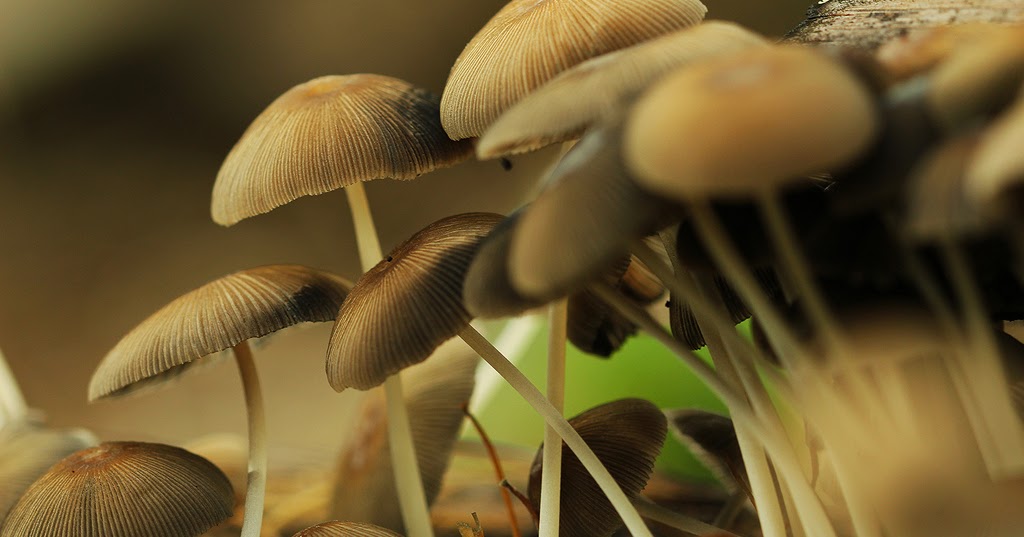 Ciri Dan Karakteristik Jamur Serta Peranannya Dalam Kehidupan - ADM KURMER