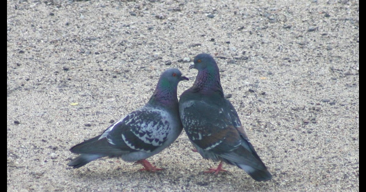 La faune et la flore du Québec en photos: Pigeon biset, Columba livia