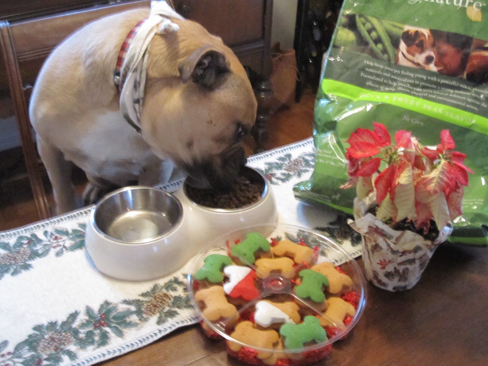 Travelin' Jack's Dog Blog: Christmas Dinner Delites & Howliday Dining Tips!