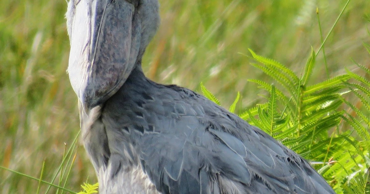 What's It Like to Search for Uganda Shoebill Storks in Mabamba Swamp ...