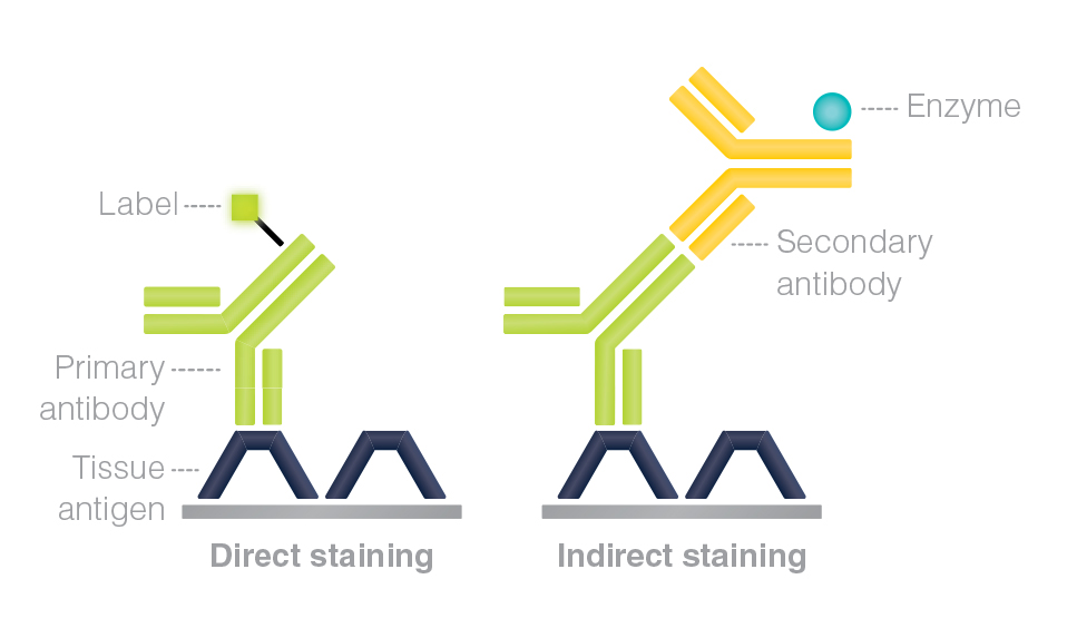 IHC PART 2: IMMUNOLABELLING, IMMUNOPEROXIDASE (HRP), IMMUNOALKALINE ...