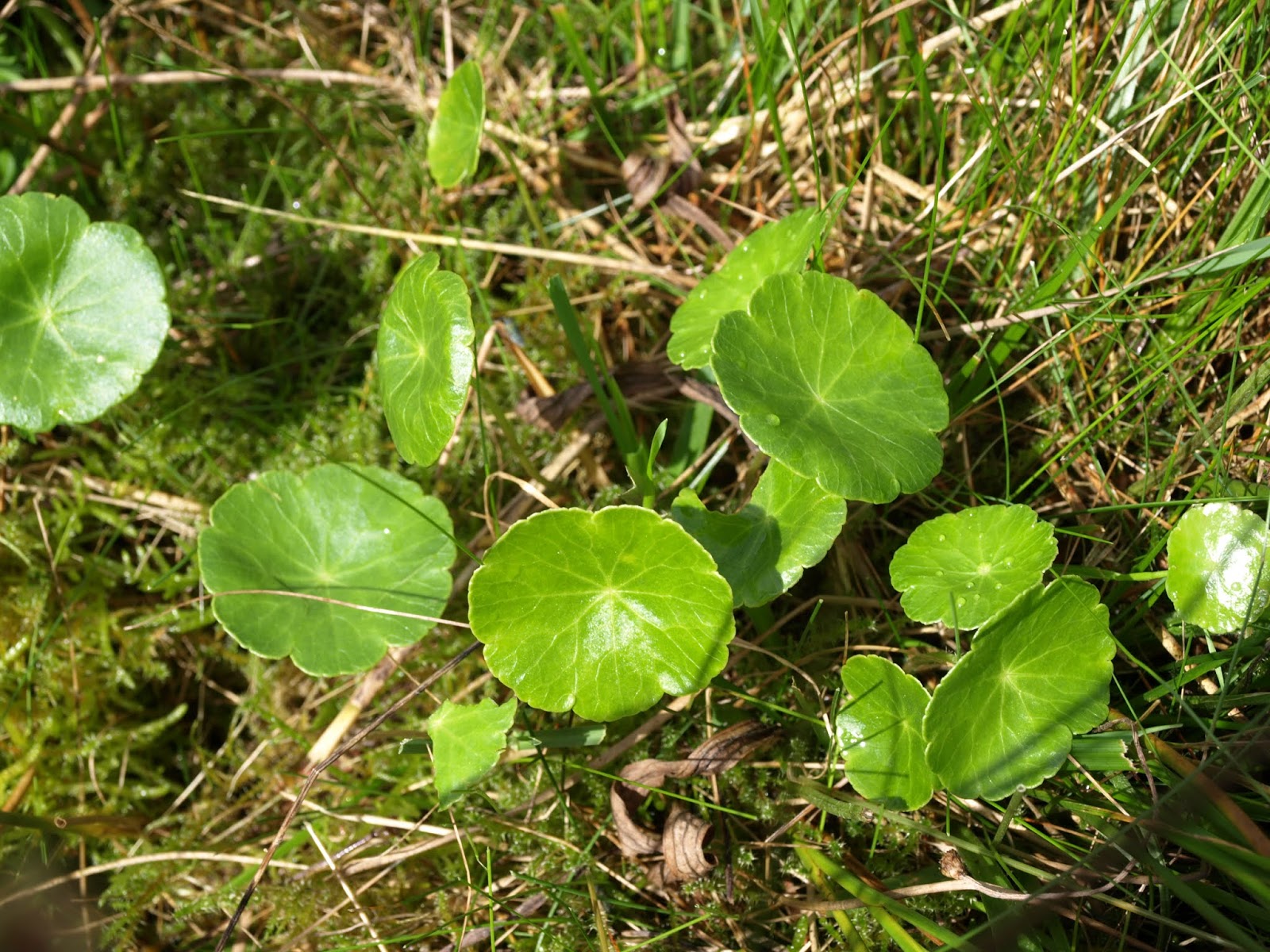 Raw Edible Plants: ﻿Navelwort (Umbilicus rupestris)