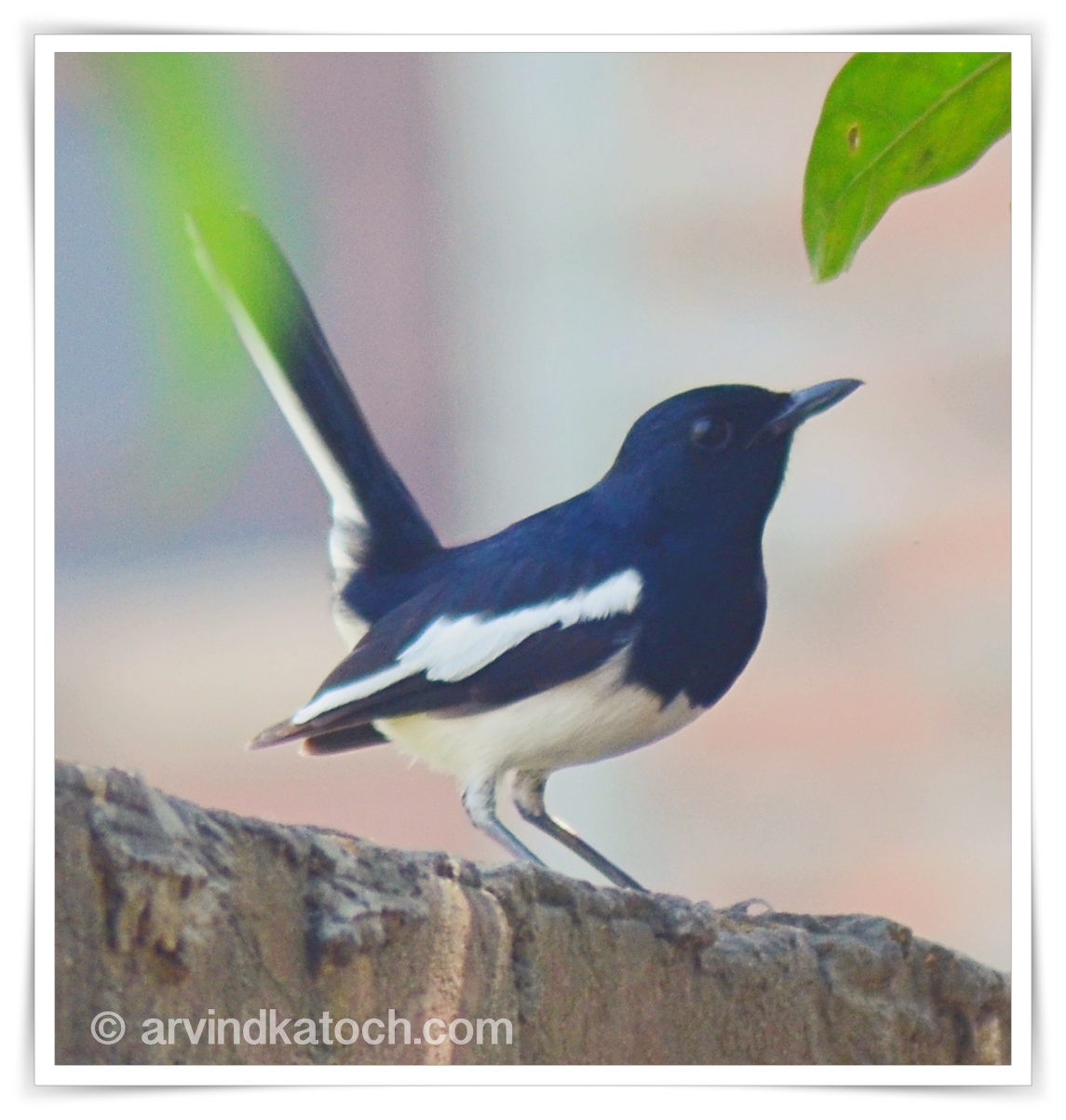 Oriental Magpie Robin (Copsychus saularis) Pictures and Detail
