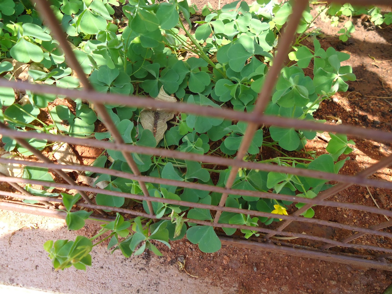 Kusuma's Abhiruchi: Puli Chintaku Pappu