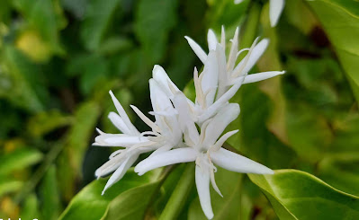 CafeVegaTT - Pure Trinidad Coffee