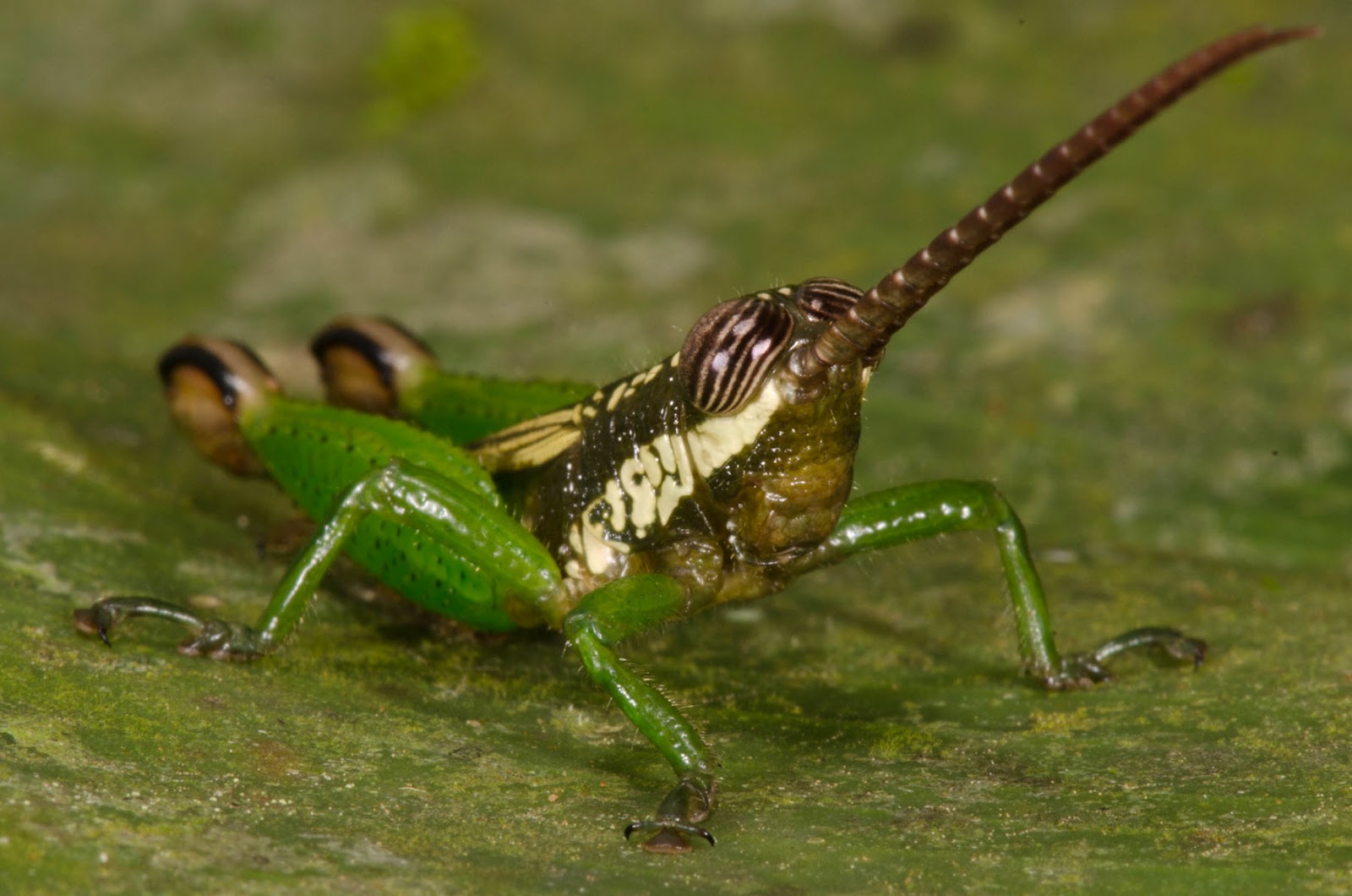 Connecticut Audubon Society: Young Researchers Explore Costa Rican ...