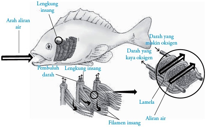 Belajar Matematika Simpel: Pintar Pelajaran Sistem Pernapasan Pada Ikan ... Belajar Matematika Simpel: Pintar Pelajaran Sistem Pernapasan Pada Ikan ...
