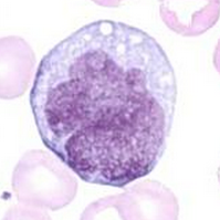 Células sanguíneas: Maduración monocitos