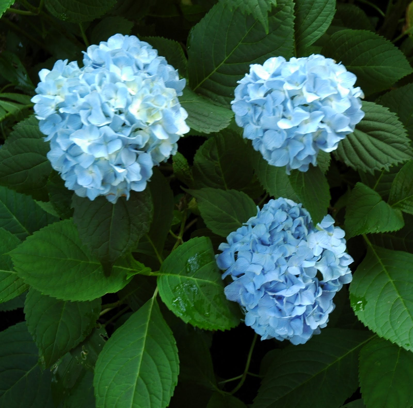 Tin Roof Gardens: The Hydrangea Edition