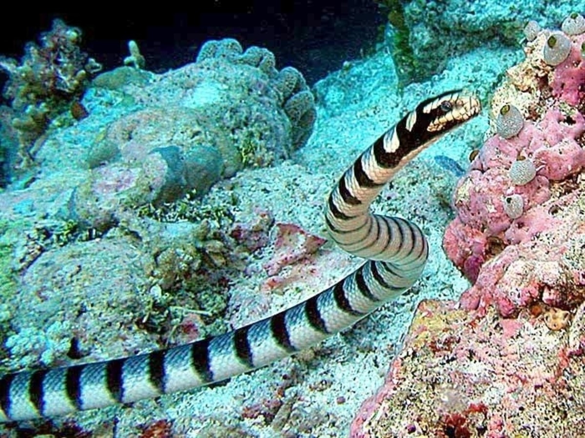 Dreadful Faint-banded Sea Snake ~ Aquatic Students' Association