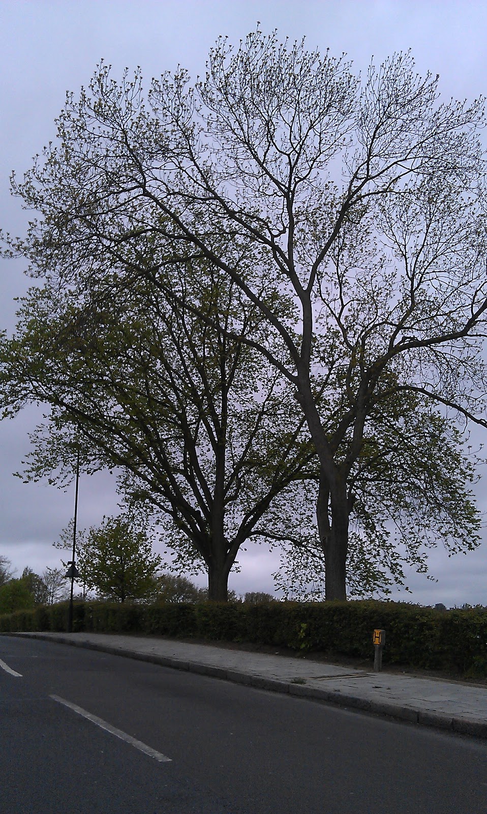 Ulmus glabra - Wych Elm