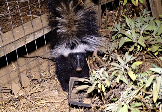 Wildlife Emergency Services blog: Another skunk in a rat trap - rescued