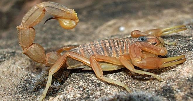 Alacrán de Durango - Leyenda de Mexico | Una Leyenda Corta