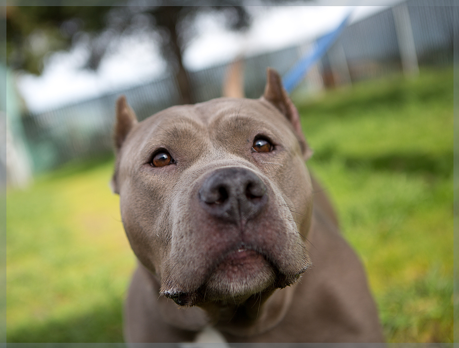 Shelter Dogs of Portland: "JUNO" gentle short and wide Pitbull