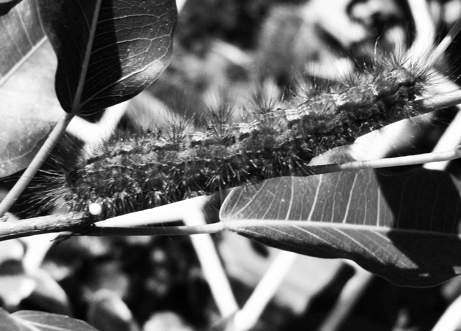 Living with Nature - School on Blog by Dr. Abercio V. Rotor: UST GS ...