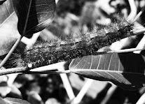 Living with Nature - School on Blog by Dr. Abercio V. Rotor: Beware of ...